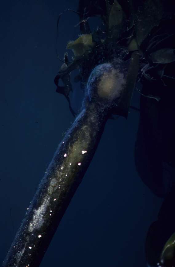 Pickled Kelp – Unalaska From My Point of View